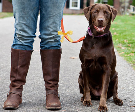 Do You Know What a Yellow Ribbon on a Leash Means? - Asheville.com