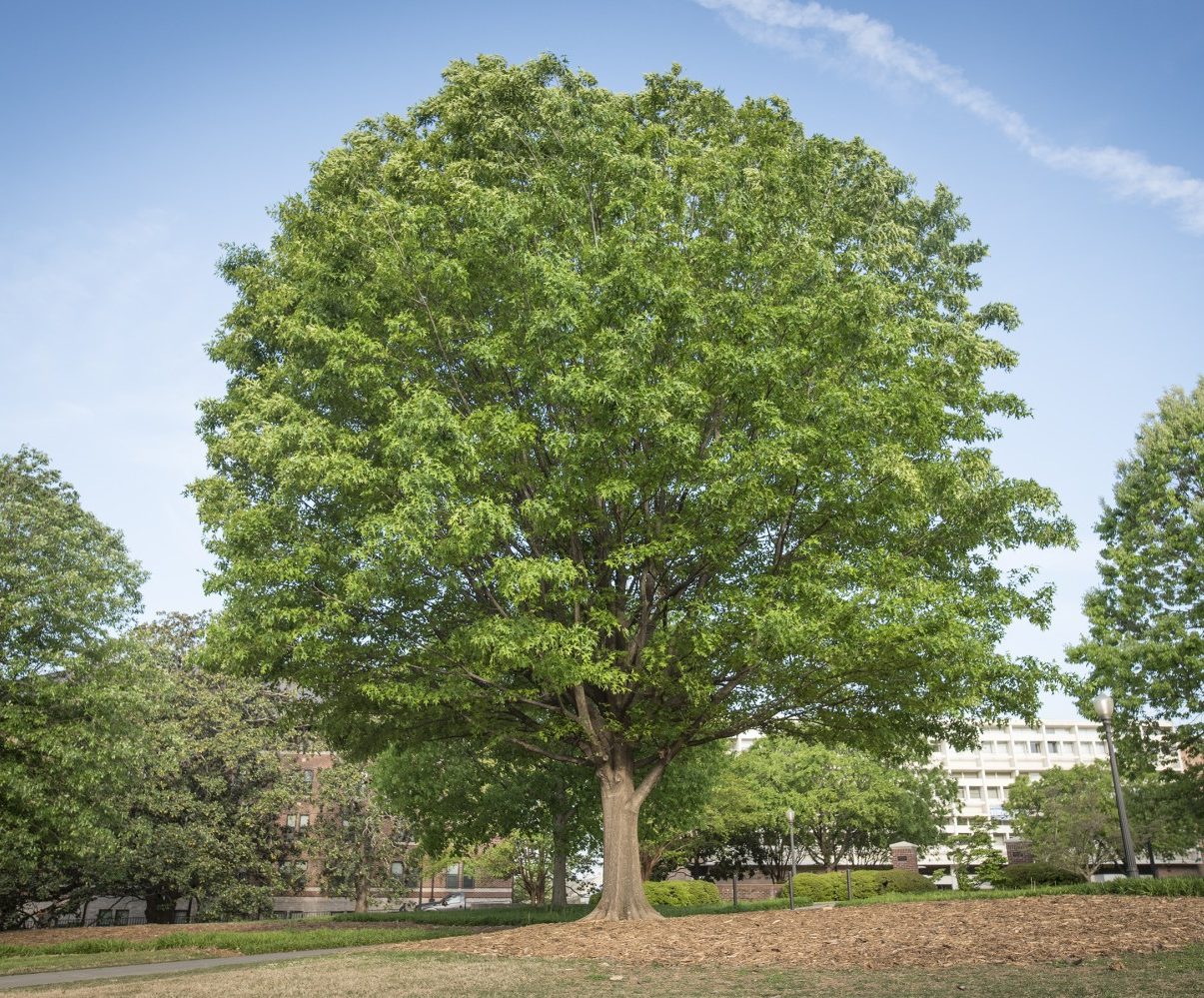 Earth Day is a Great Day to Appreciate Trees - Asheville.com