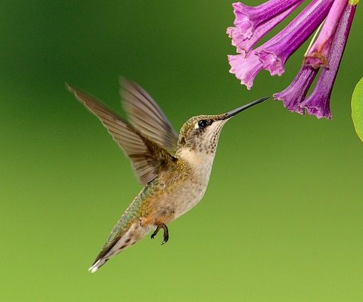 Feeding Summer Hummingbirds Provides Entertainment and Beauty ...