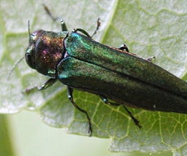 Emerald Ash Borer Found in Asheville - Asheville.com