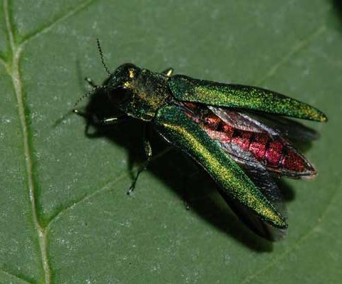 Emerald Ash Borer Found in More Areas of the State - Asheville.com