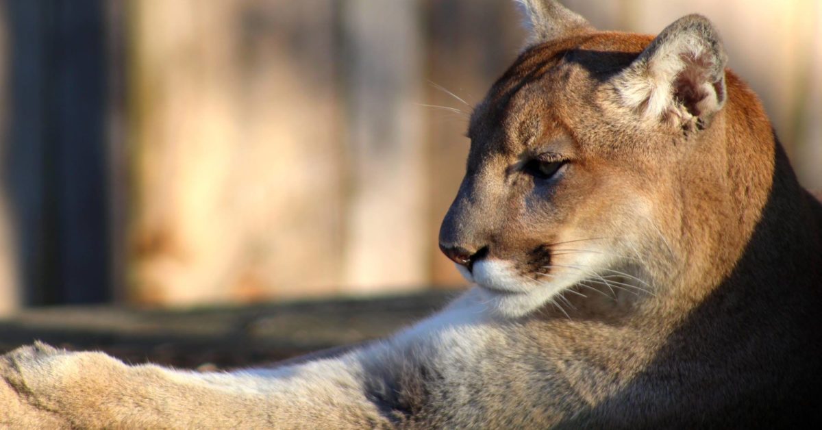 WNC Nature Center Reopens - Asheville.com