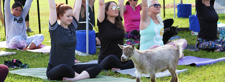 Franny’s Farm Hosts Toke With a Goat Yoga Event - Asheville.com