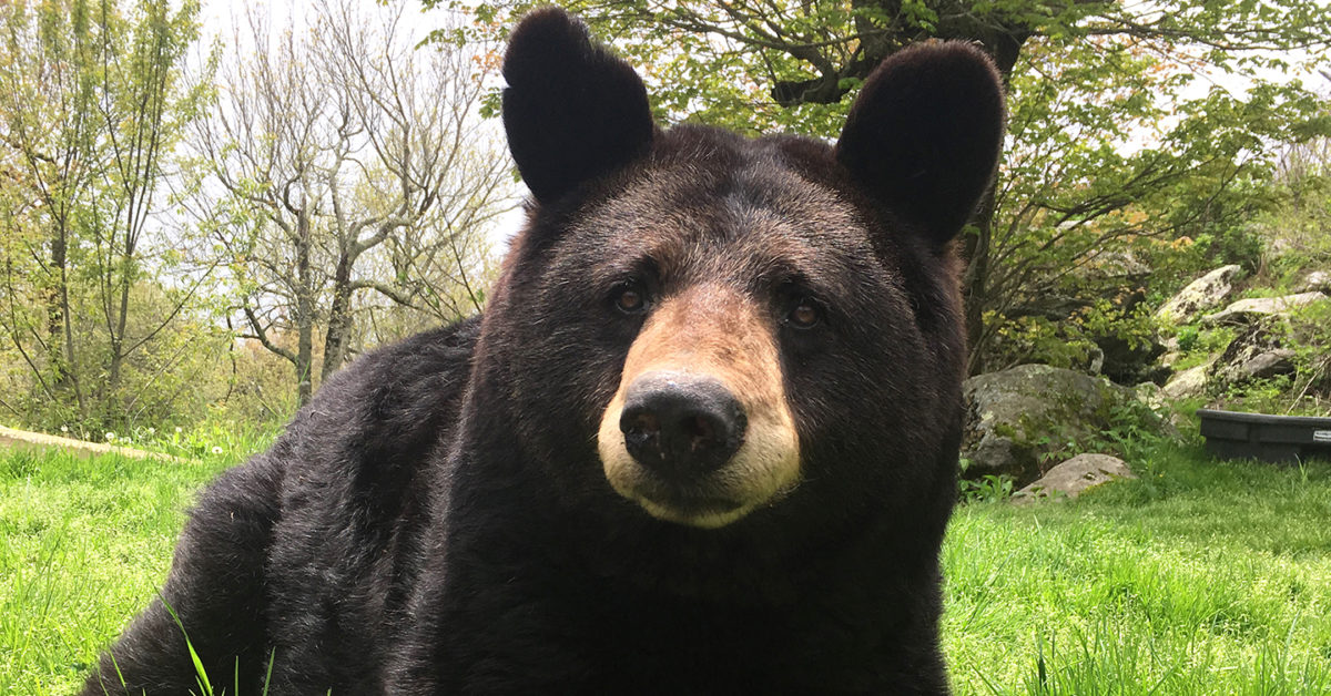 Grandfather Mountain Mourns Loss of Gerry the Black Bear - Asheville.com