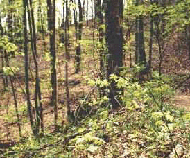 Mountain Biking Trails Abound in Pisgah Ranger District in Pisgah ...