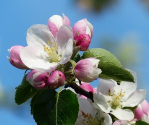 Local Apple Blossoms in Full Bloom - Hendersonville.com