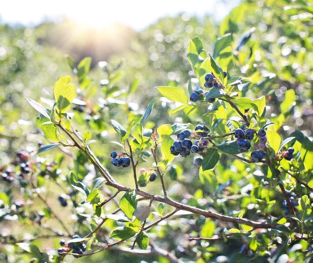 NCDA&CS Expects Good Late-variety Blueberry Crop - Hendersonville.com