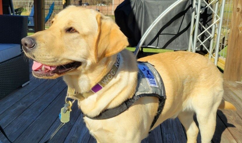 Warrior Canine Connection Holding Meet and Greet at Veterans Healing ...