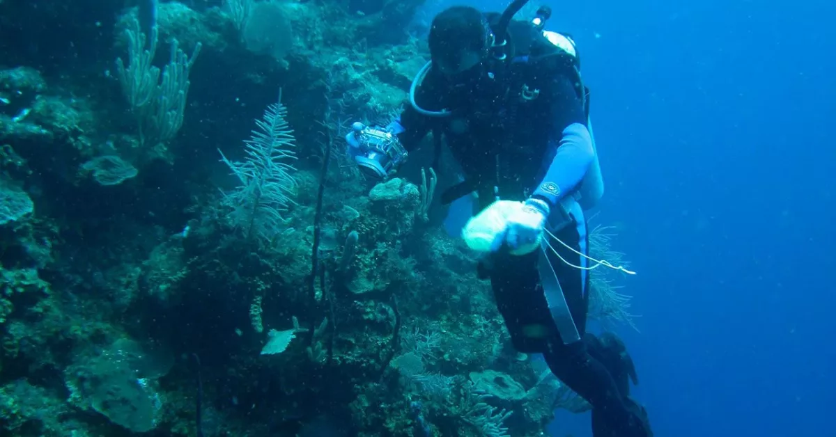The Heroic Effort to Save Florida’s Coral Reef From Devastating Ocean ...