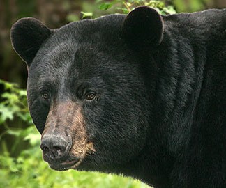 Bear Population in SC Rising; Experts Warn Motorists to Use Caution ...