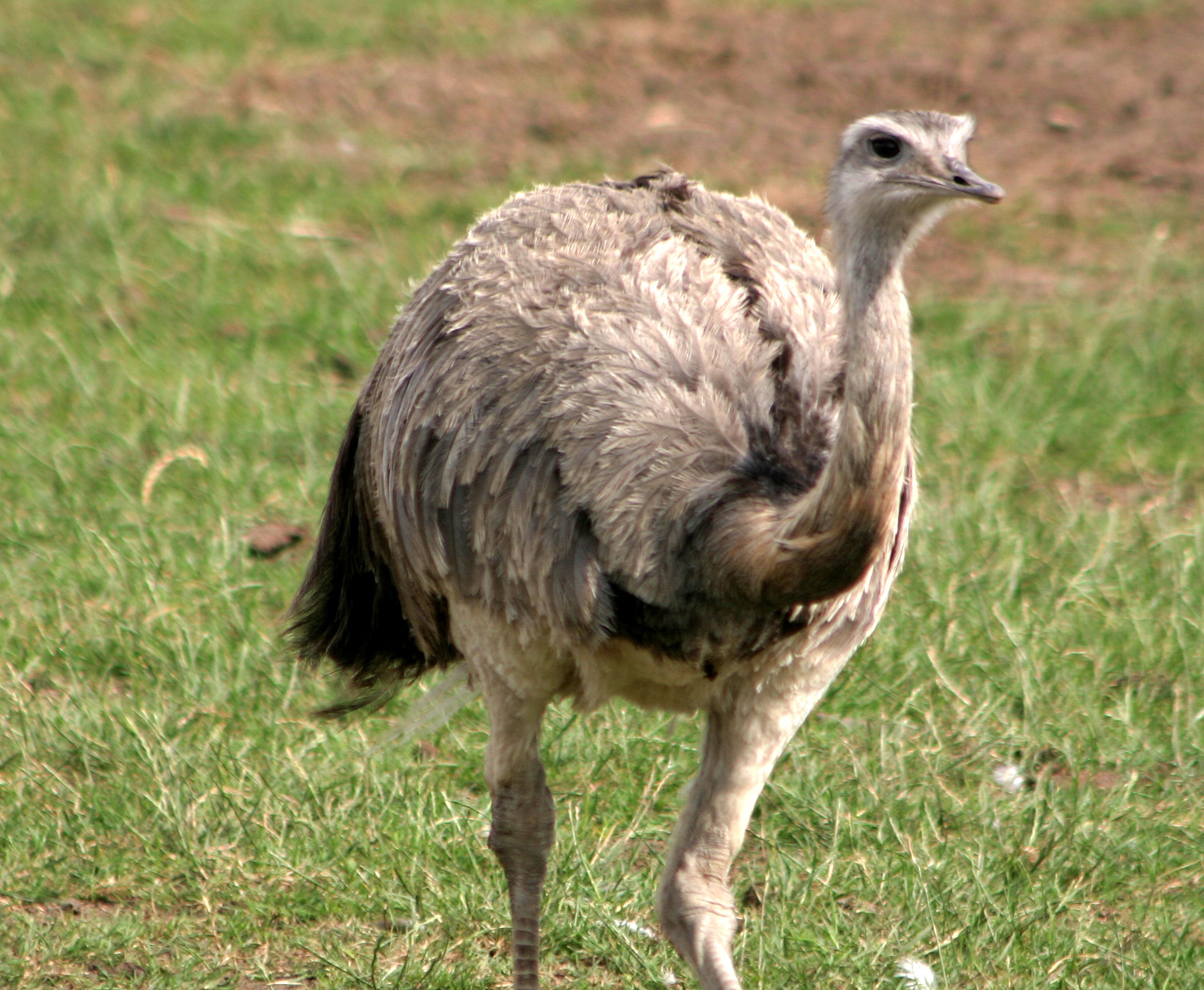 Rheas Join Pampas Exhibit at Greenville Zoo - Greenville.com