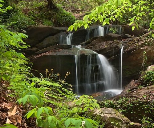 Families Can Have Fun in the Woods at Clemson Forest Fest Saturday ...