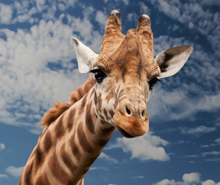 Greenville Zoo Announces Giraffe Pregnancy - Greenville.com