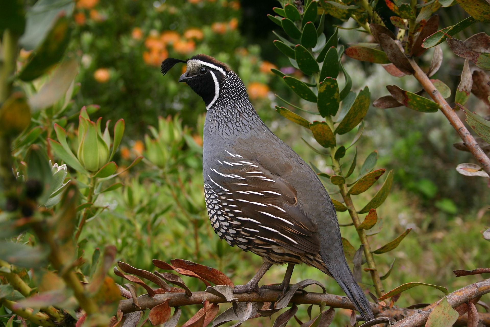 Quail Population on Comeback Thanks to Habitat Restoration - Greenville.com