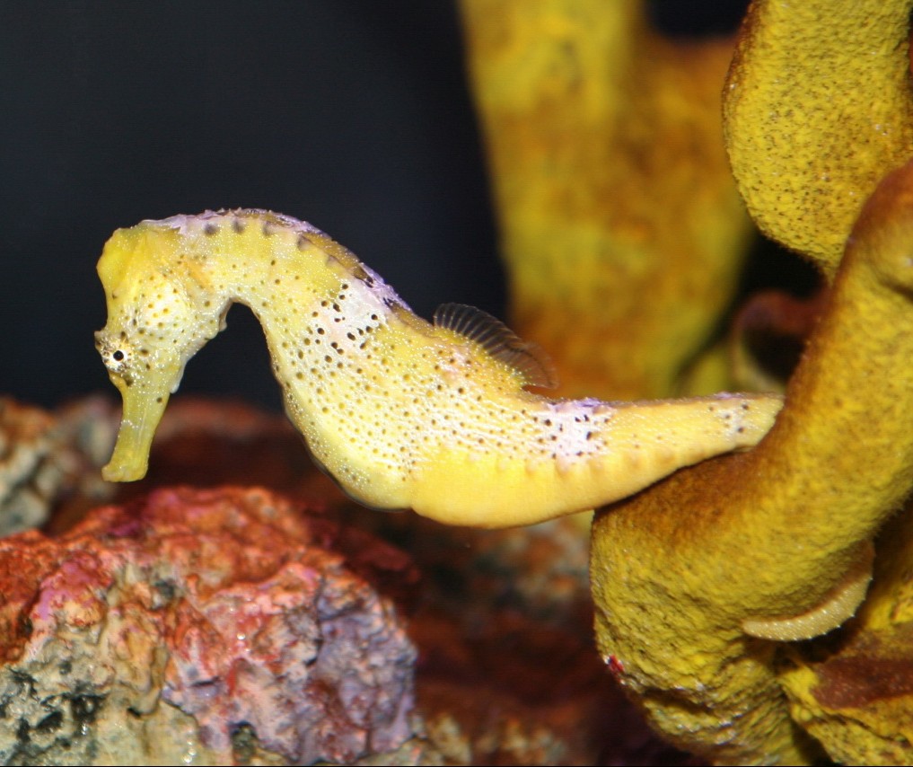 Seahorse Tails Could Inspire New Generation of Robots - Spartanburg.com