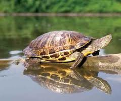 Swinging Hips Help Turtles Take Greater Strides - Spartanburg.com